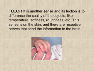 The Human Body | PPT