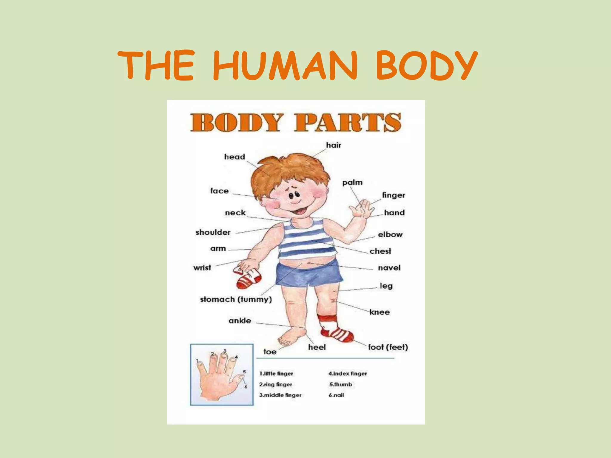 The human body | PPTX | Parenting Children Aged 4-11 | Parenting
