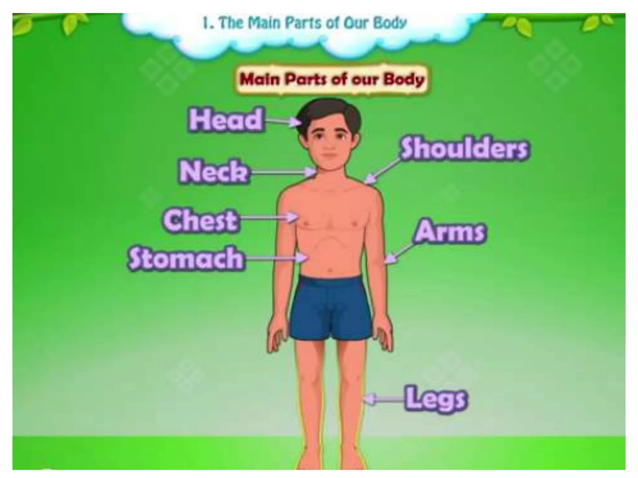 The human body | PPTX