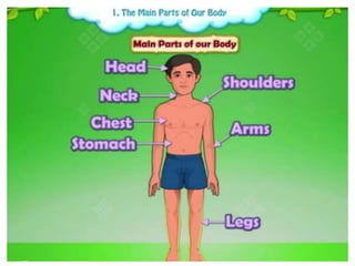 The human body | PPTX
