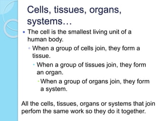 The human body | PPTX