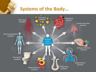 Human Body Systems For Grade 5