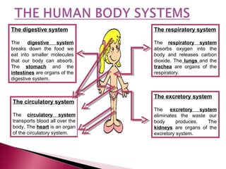 The human body | PPT