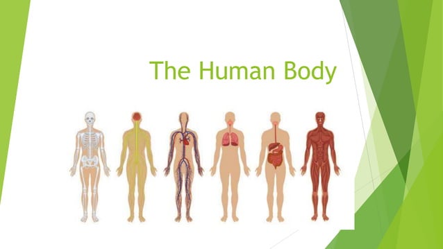 The Human body | PPTX