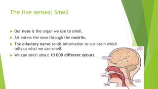 The Human body | PPT