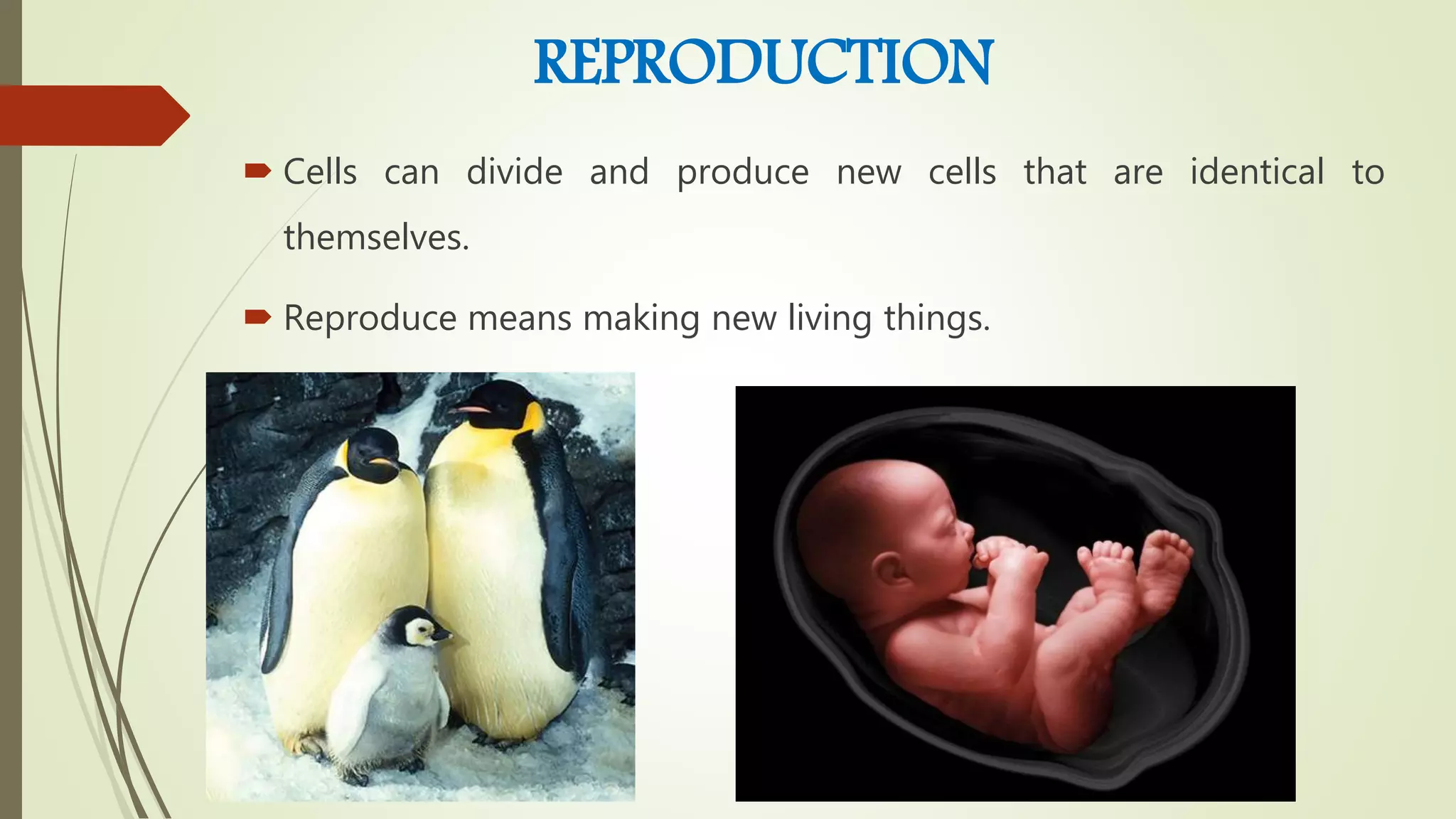 The human body PWP | PPTX