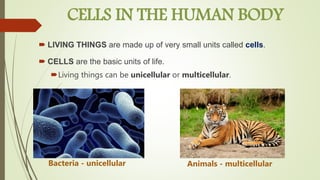 The human body PWP | PPTX