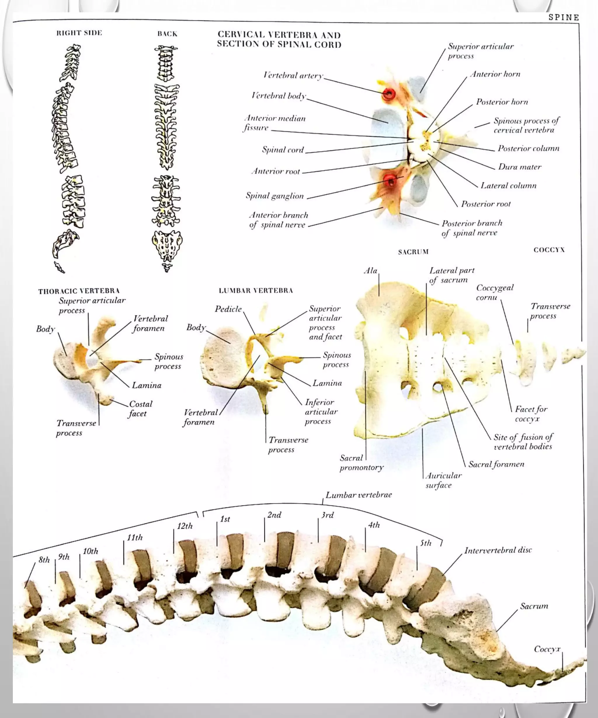 The visual anatomy and physiology of human body. | PDF