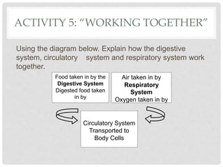 The human body | PPTX | Biological Sciences | Science