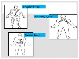 The human body | PPTX | Biological Sciences | Science