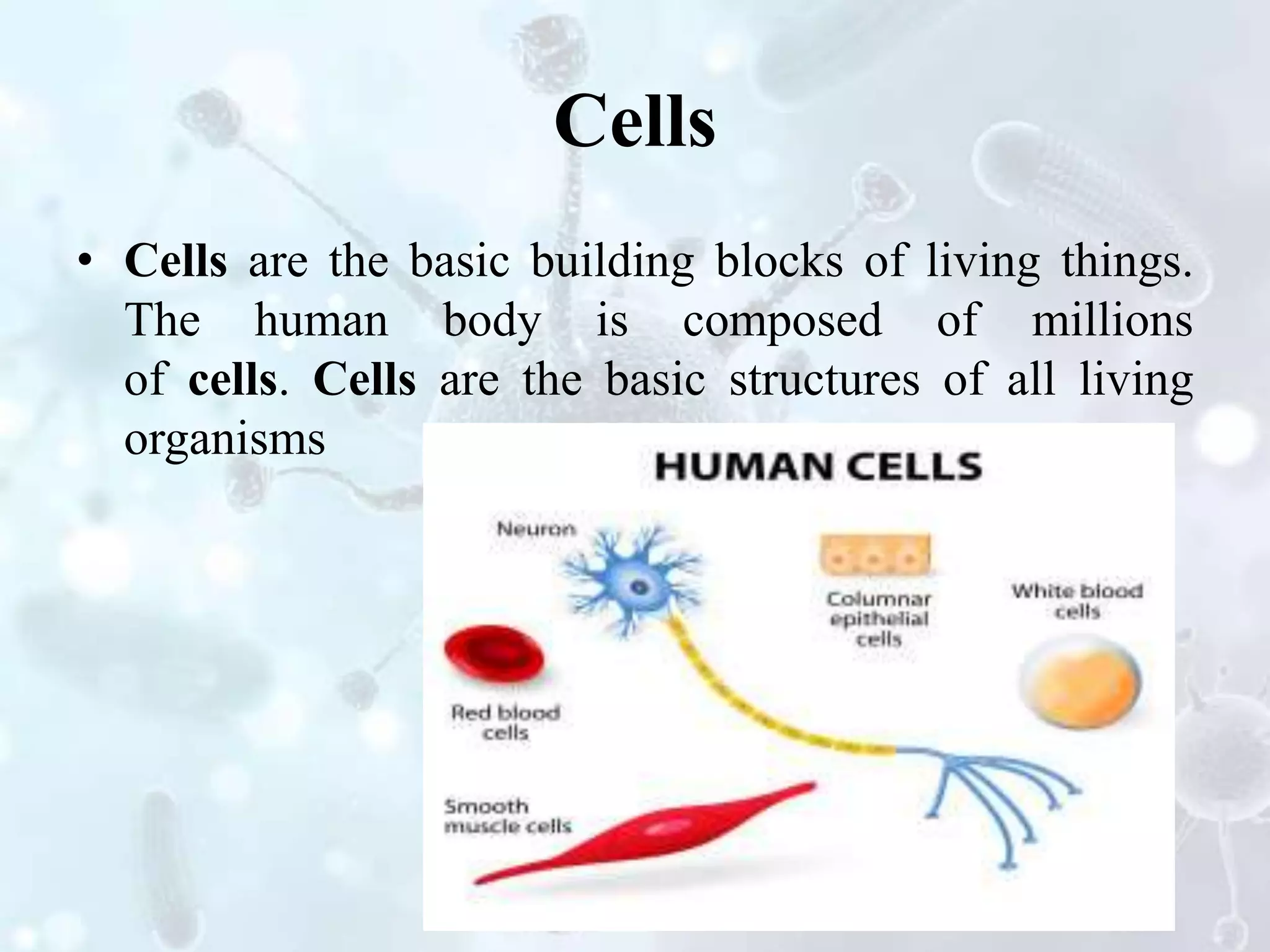 The human body | PPTX