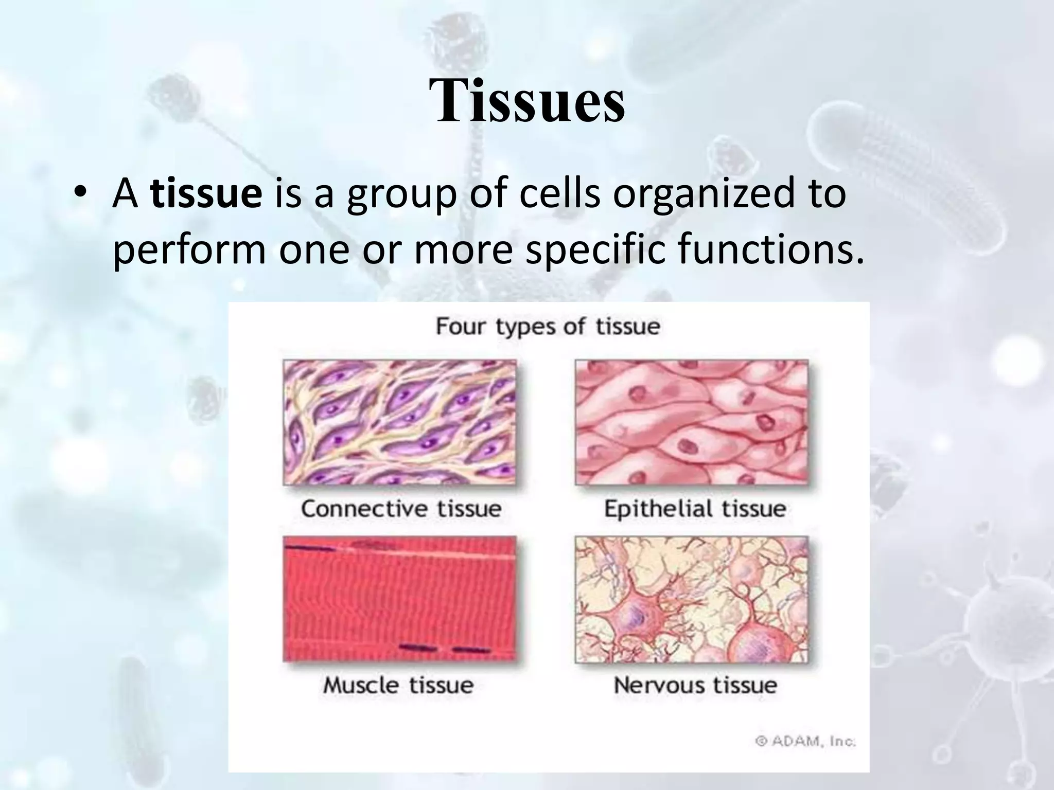 The human body | PPTX