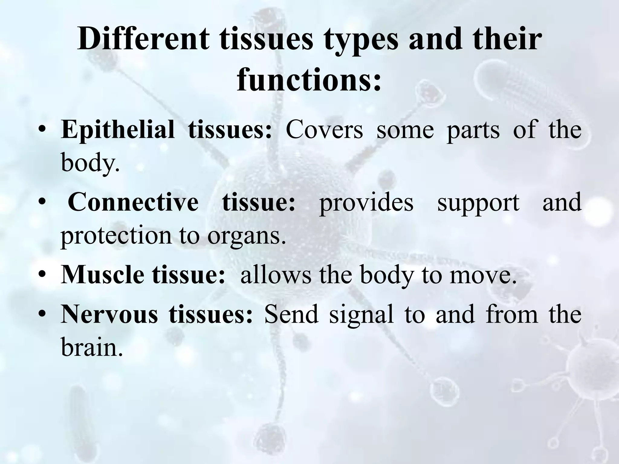 The human body | PPTX