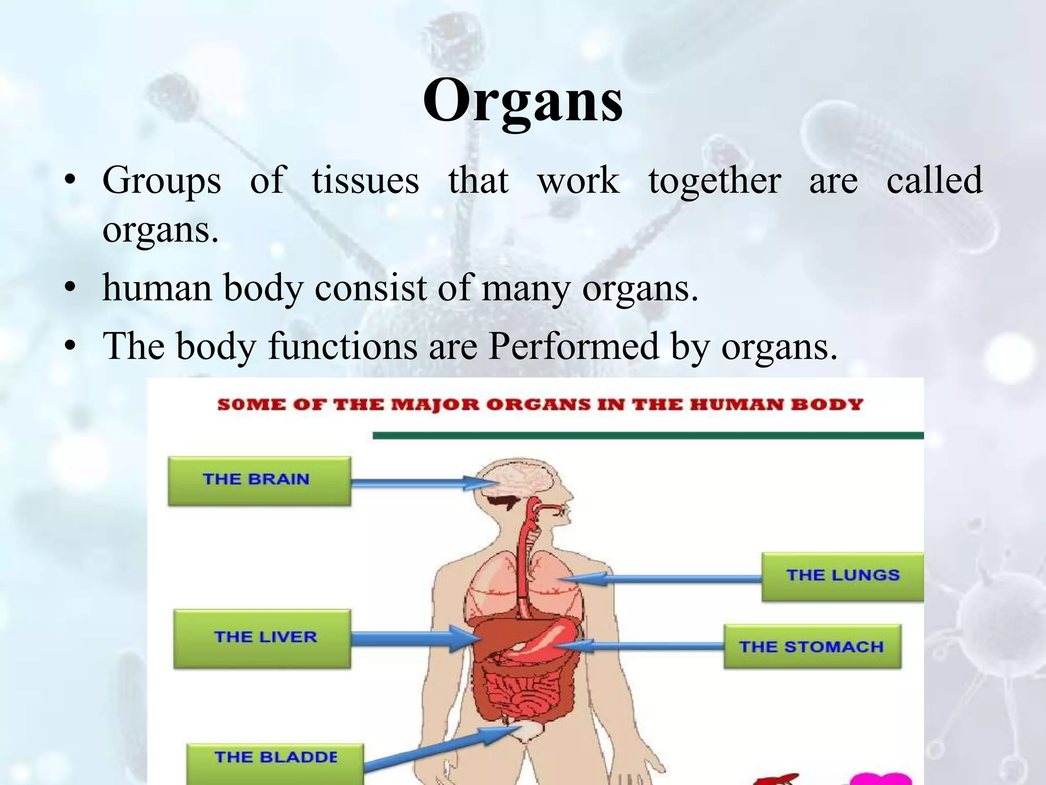 The human body | PPTX