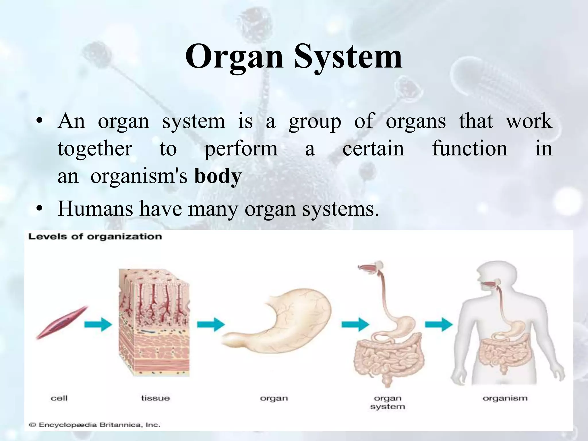 The human body | PPTX