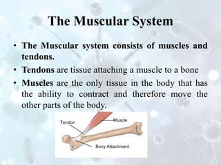 The human body | PPTX