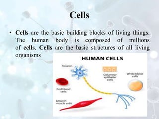 The human body | PPTX