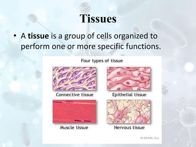 The human body | PPT