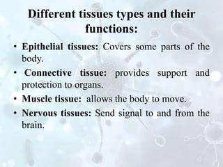 The human body | PPTX