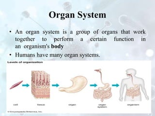The human body | PPTX
