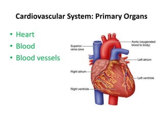 identification of human anatomy among OPC officers | PPT