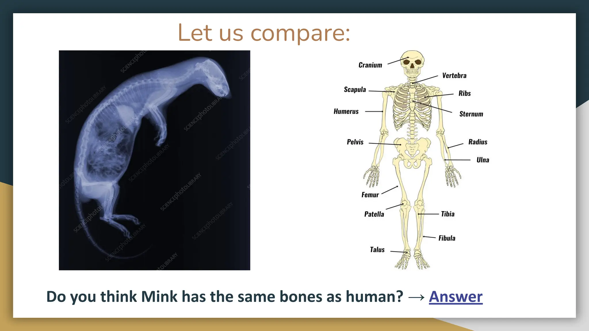 The human body international Primary.pdf
