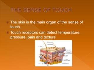 The human body and interaction | PPT