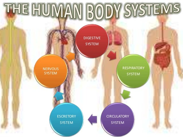 The human body and interaction
