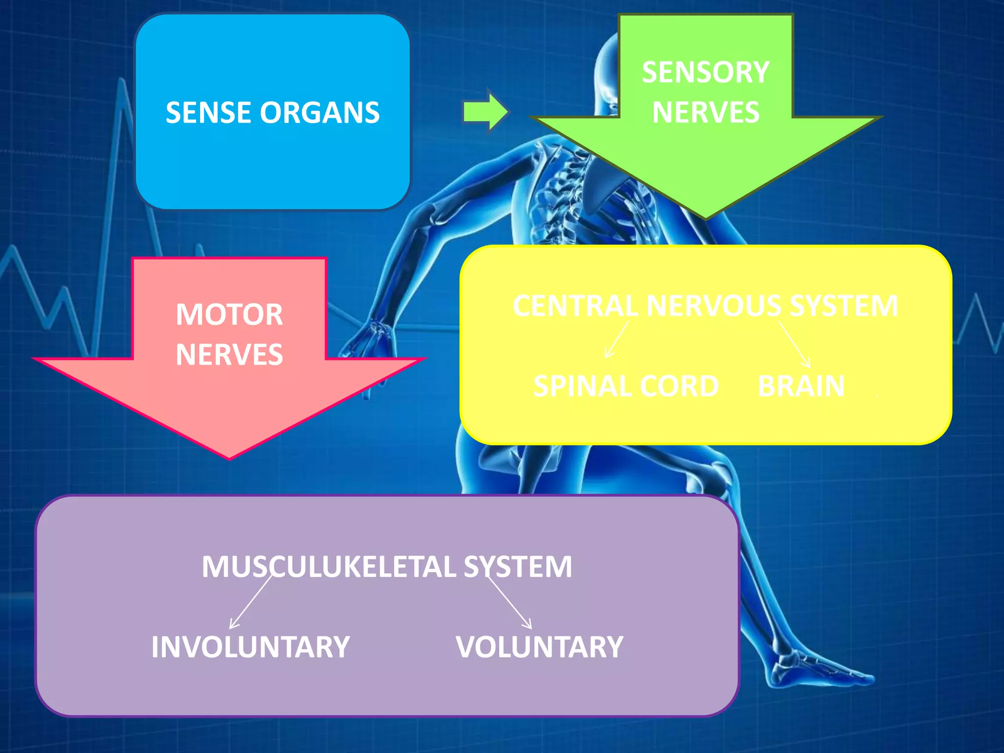 The human body and interaction | PPTX