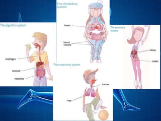 The human body and interaction | PPTX