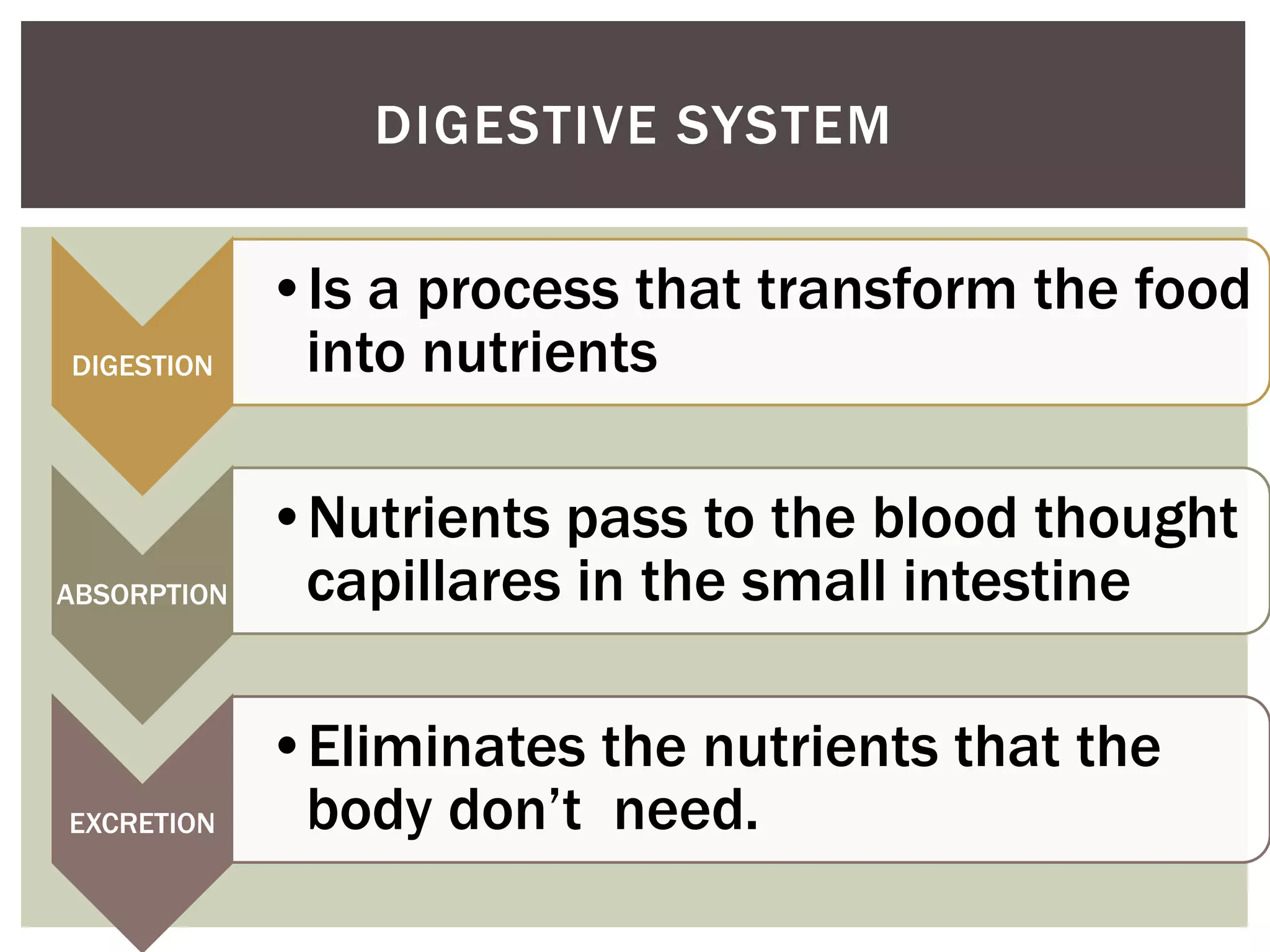 The human body and nutrition | PPTX