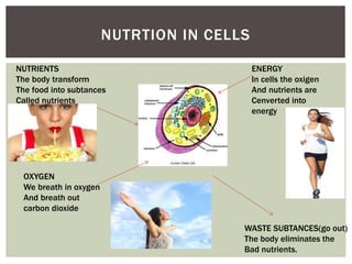 The human body and nutrition | PPTX