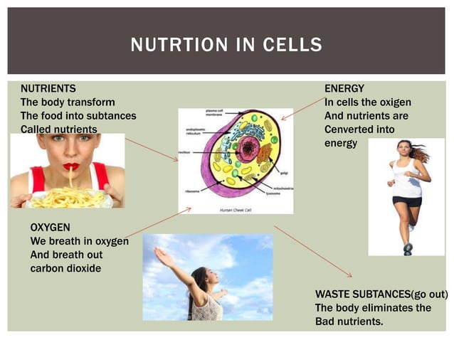 The human body and nutrition | PPT