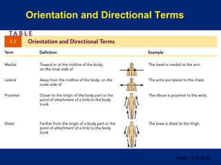 The human body an orientation. | PPT