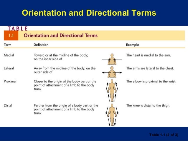 The human body an orientation.