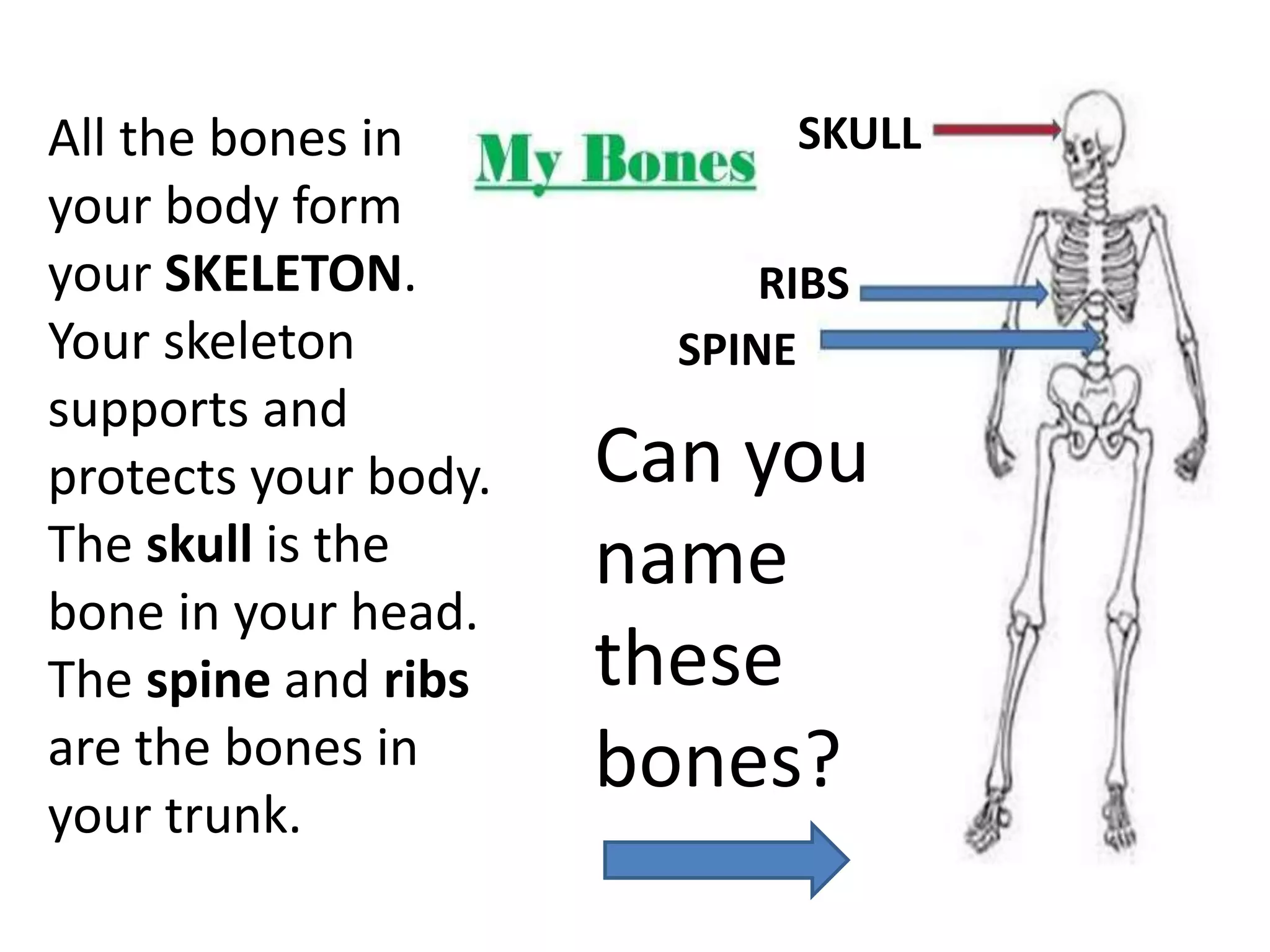 The human body claire ellins | PPTX