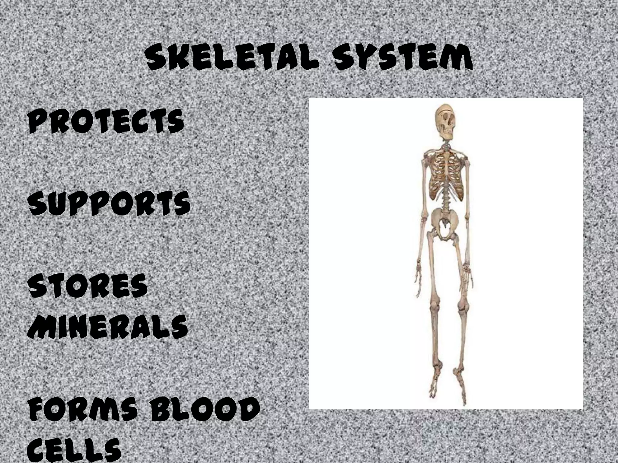 The Human Body ~ ED 103 PowerPoint | PPTX
