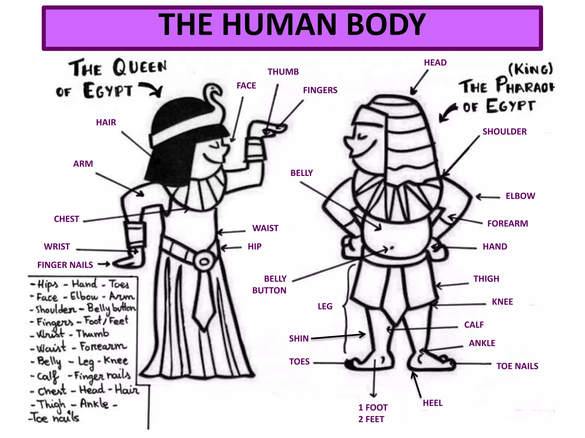 The human body egypt | PPTX