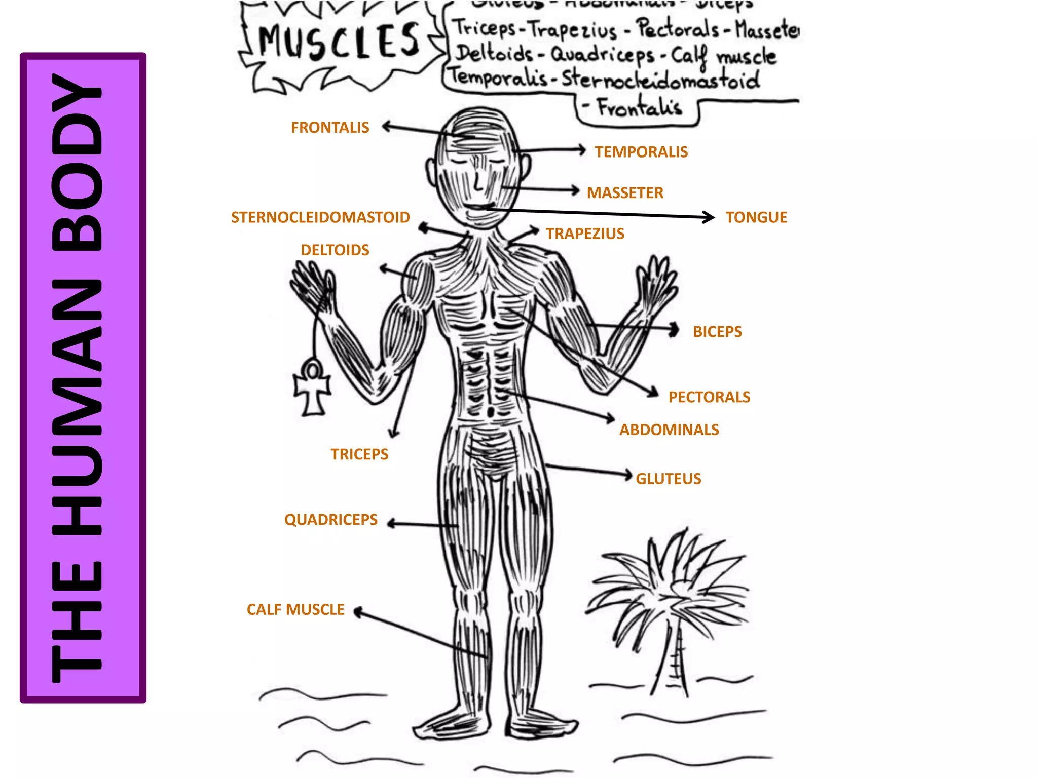 The human body egypt | PPT