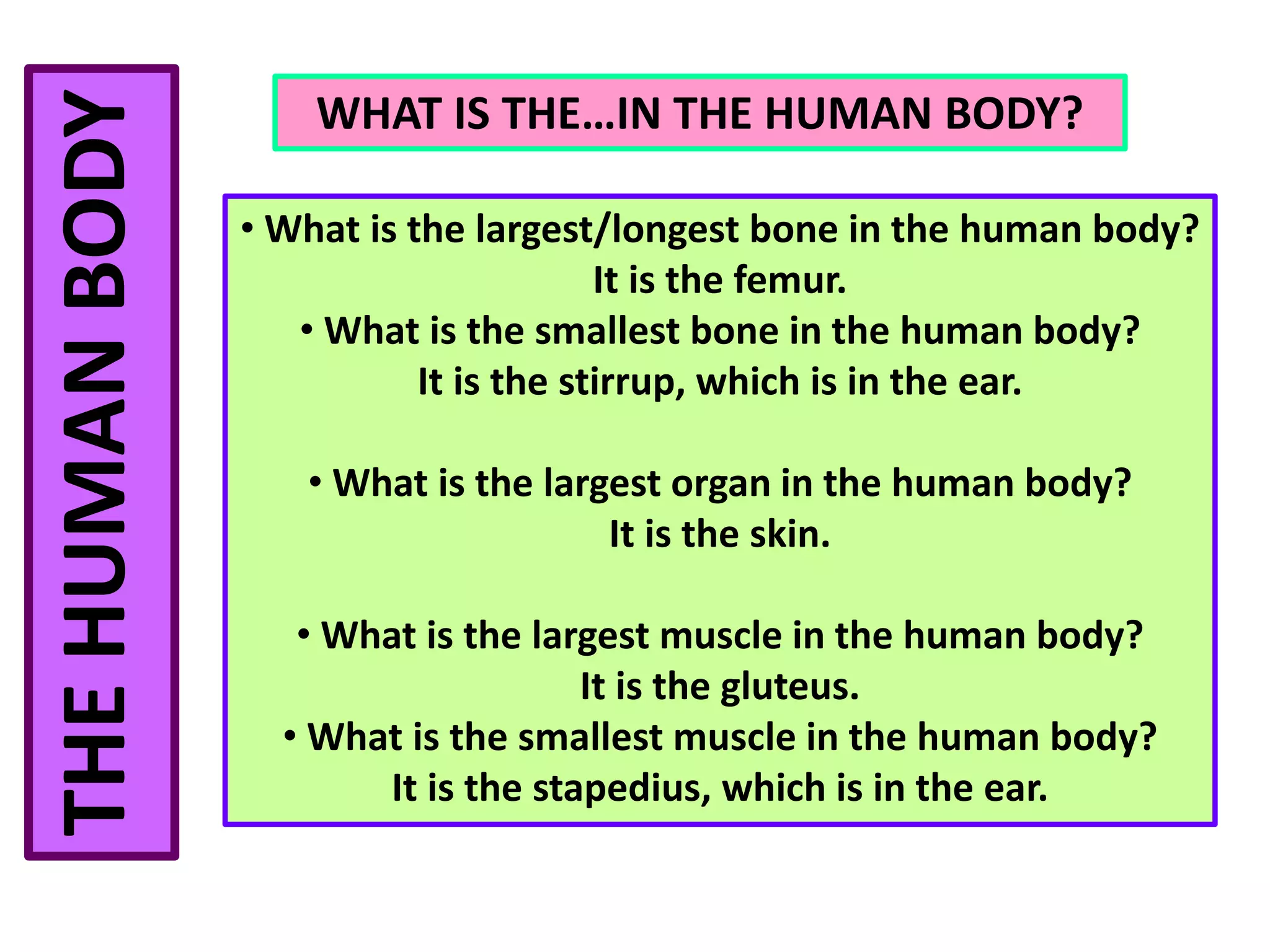 The human body egypt | PPTX