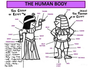 The human body egypt | PPTX