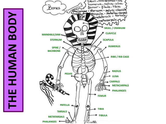 The human body egypt | PPT