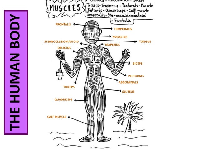 The human body egypt | PPT