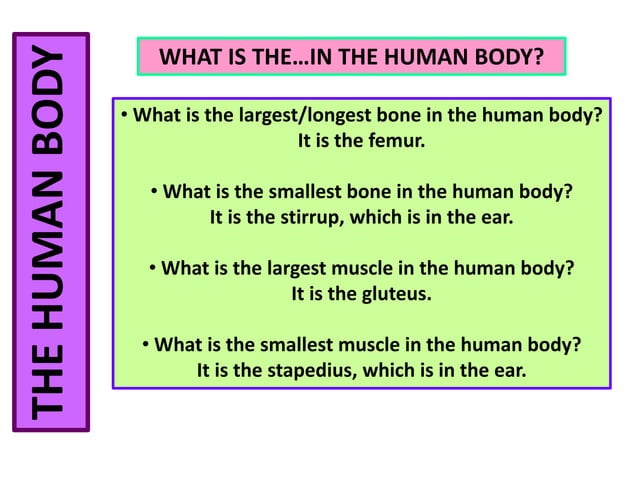 The human body egypt | PPT