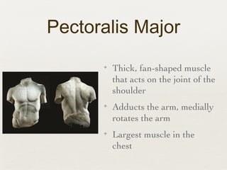 The humanbodyinsculpture | PPT