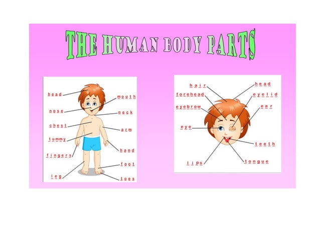 The human body parts | PPT