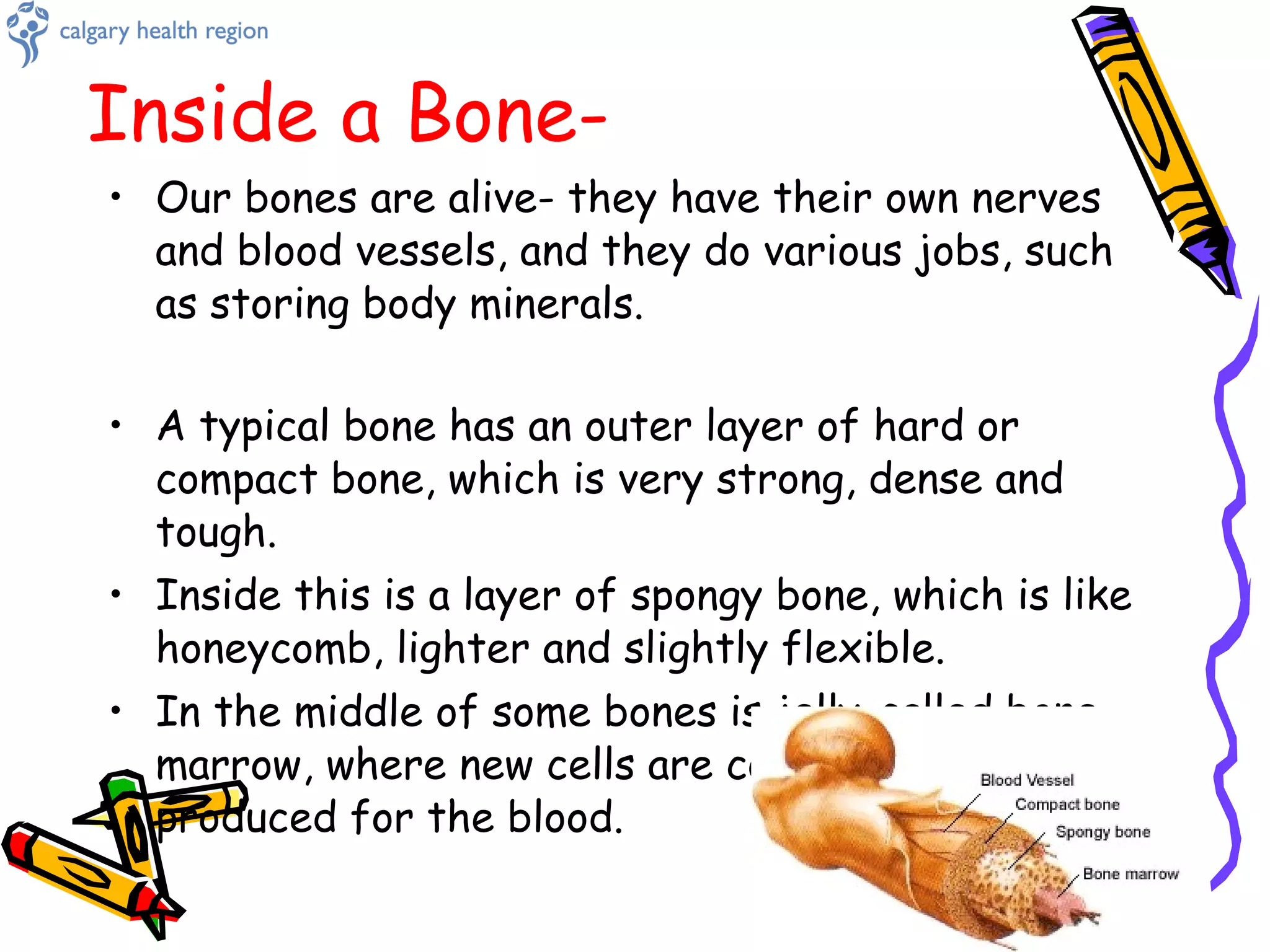 The Human Body | PPT