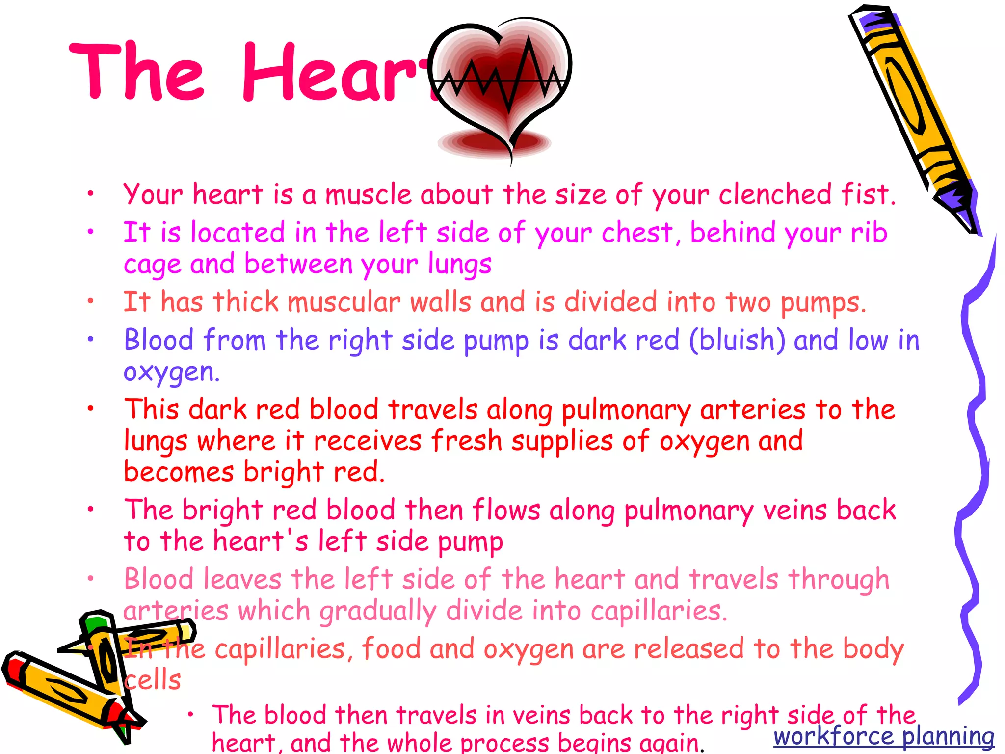 The Human Body | PPT