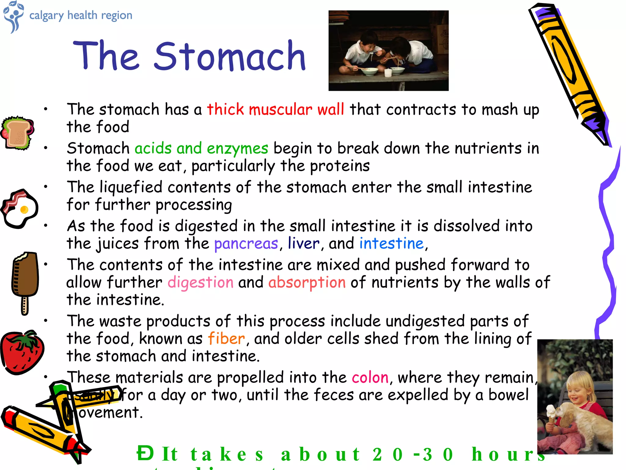 The Human Body | PPT