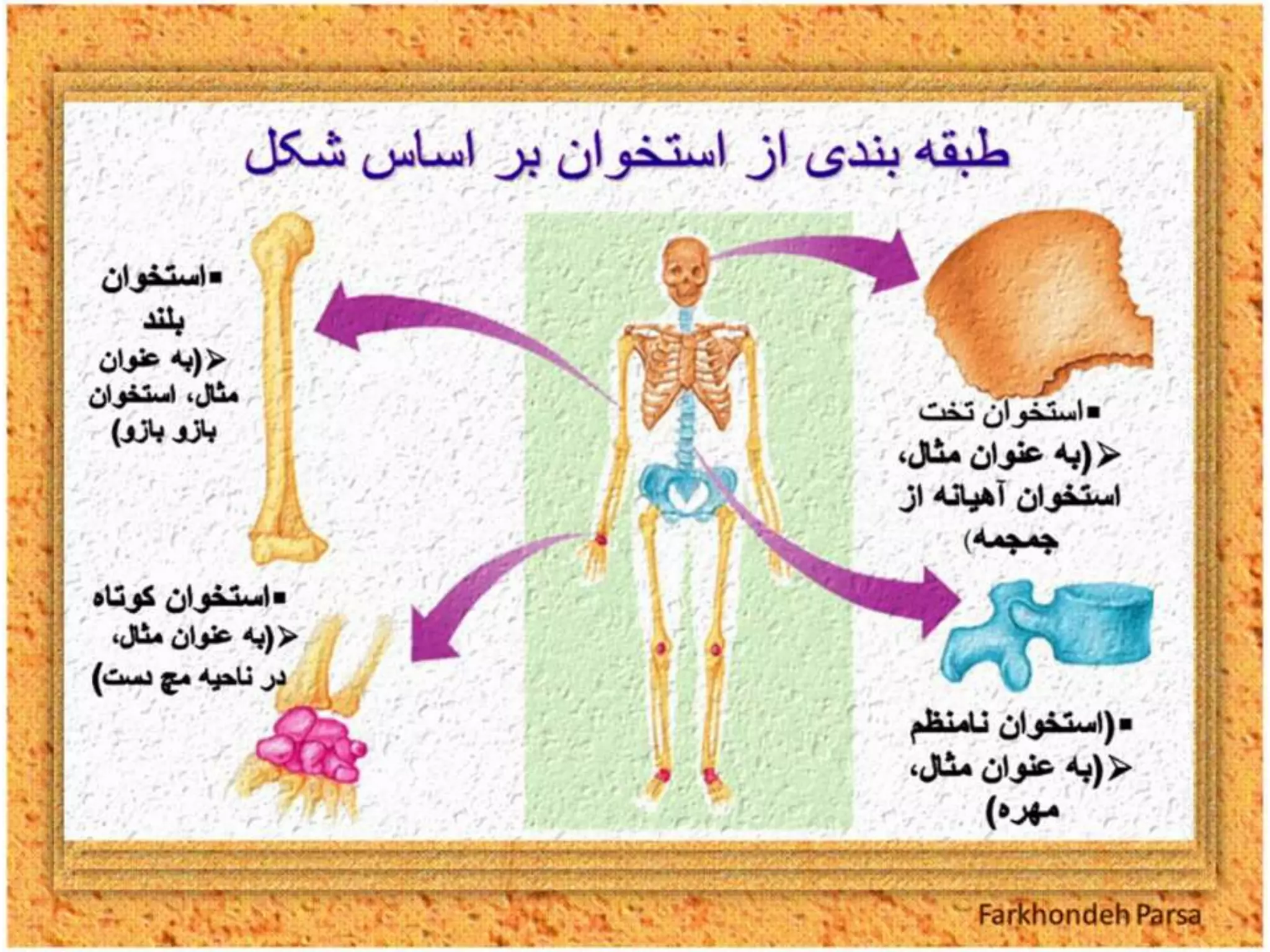 The human body skeleton- 3 | PPTX